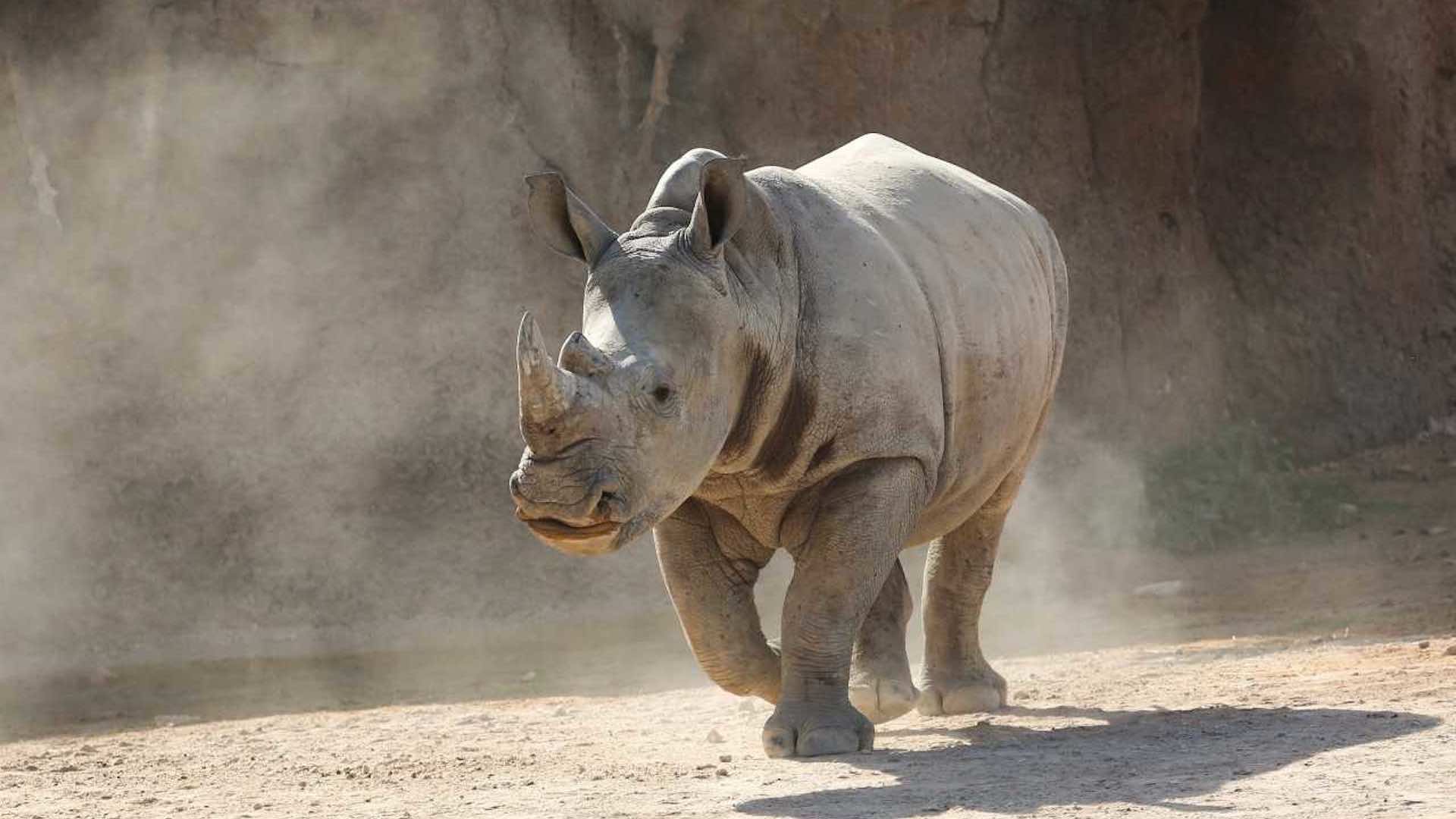 Significant step in species conservation: Rhinoceros birth at Al Ain ...